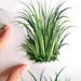 Basic Grass Decals Sectioned Grass Decals Realistic Grass - Etsy