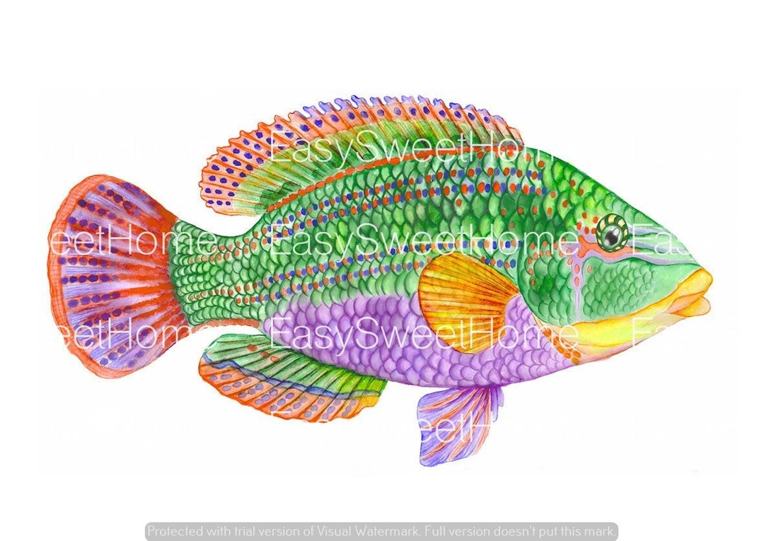 Wall Decal Big Tropical Fish - Beach / Ocean Theme Bedroom Bathroom ...