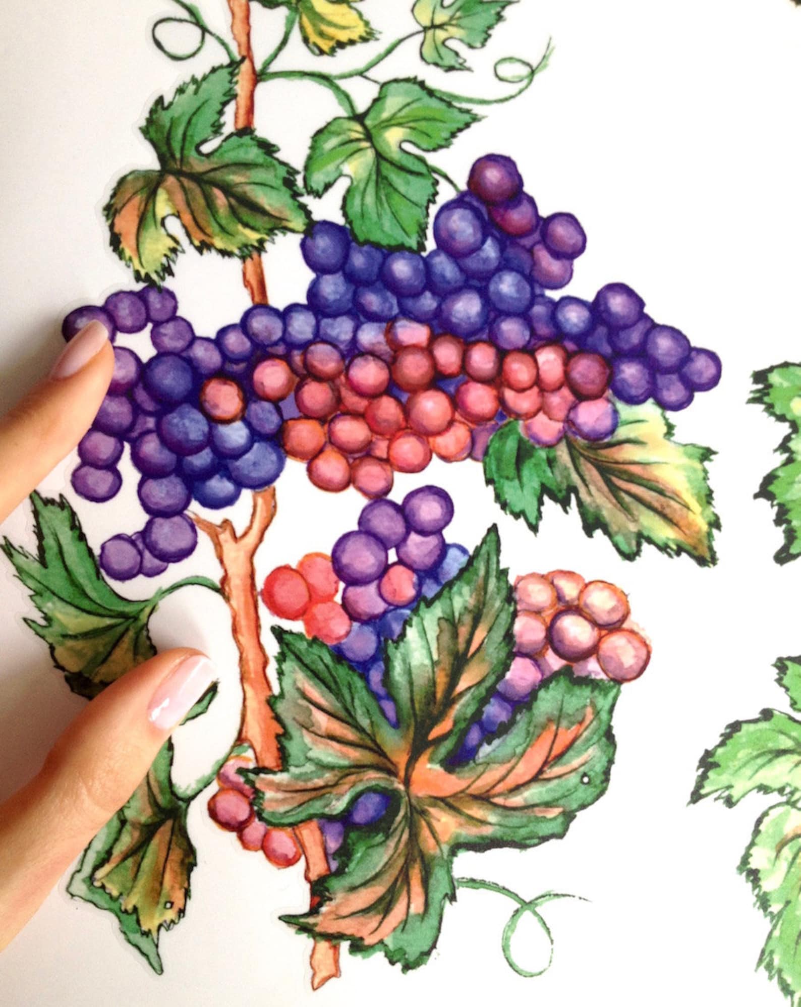 Wall Decals Grape 4-set, Juicy Grape Clusters Decals, Kitchen Decor ...