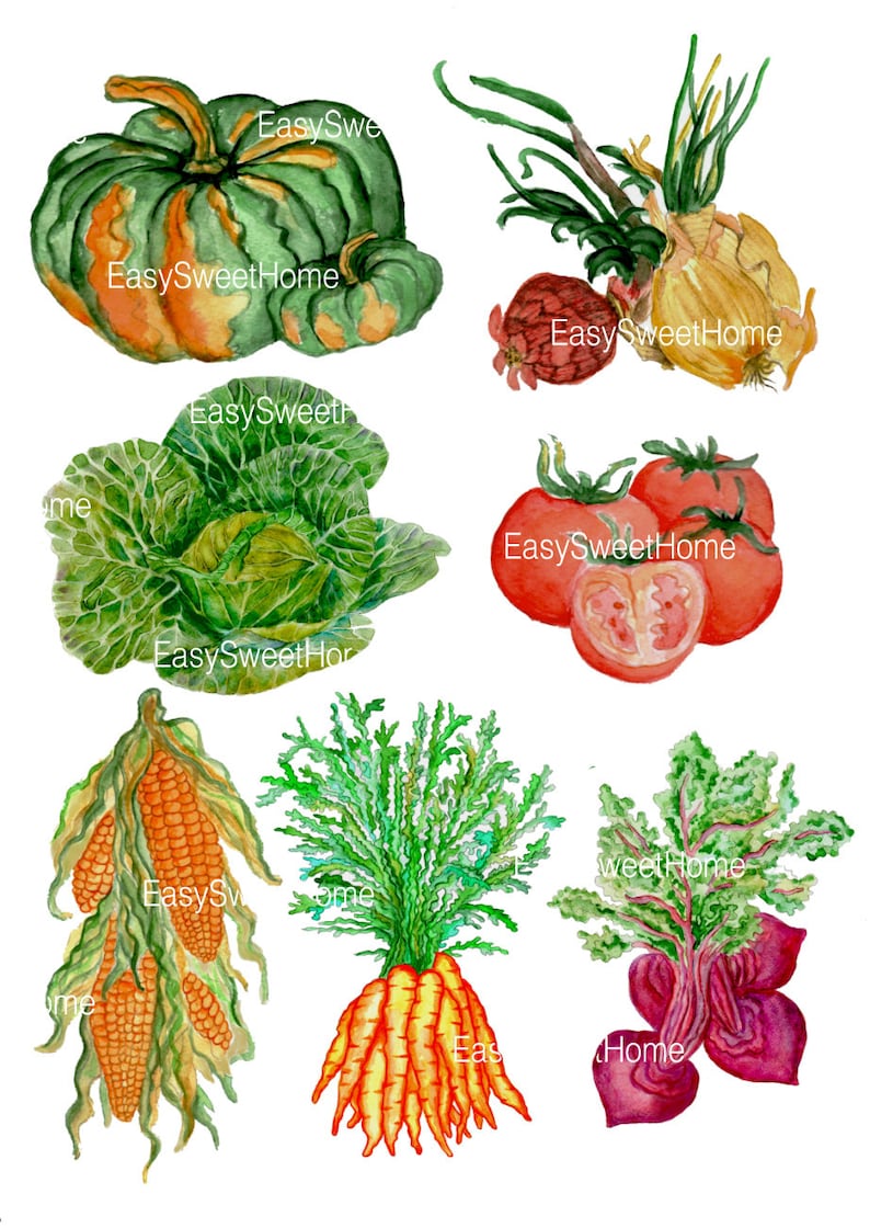 Wall Decals Vegetables 7-set Back Splash Decals for Kitchen | Etsy