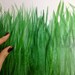 Grass Wall Decals for Seamless Border, Watercolor Grass Decals for Tile ...