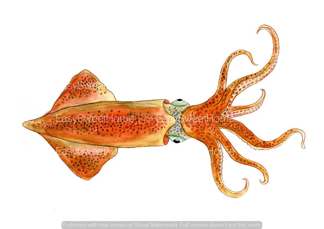 Squid Wall Decal - Hand-painted Decals for Tiles, Walls and Cabinets ...