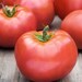 Atkinson Tomato Seed Tomatoes Garden Seeds Loves Humid Weather 0.25gr ...