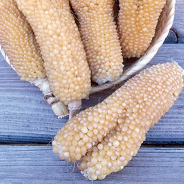 Heirloom Corn - Etsy