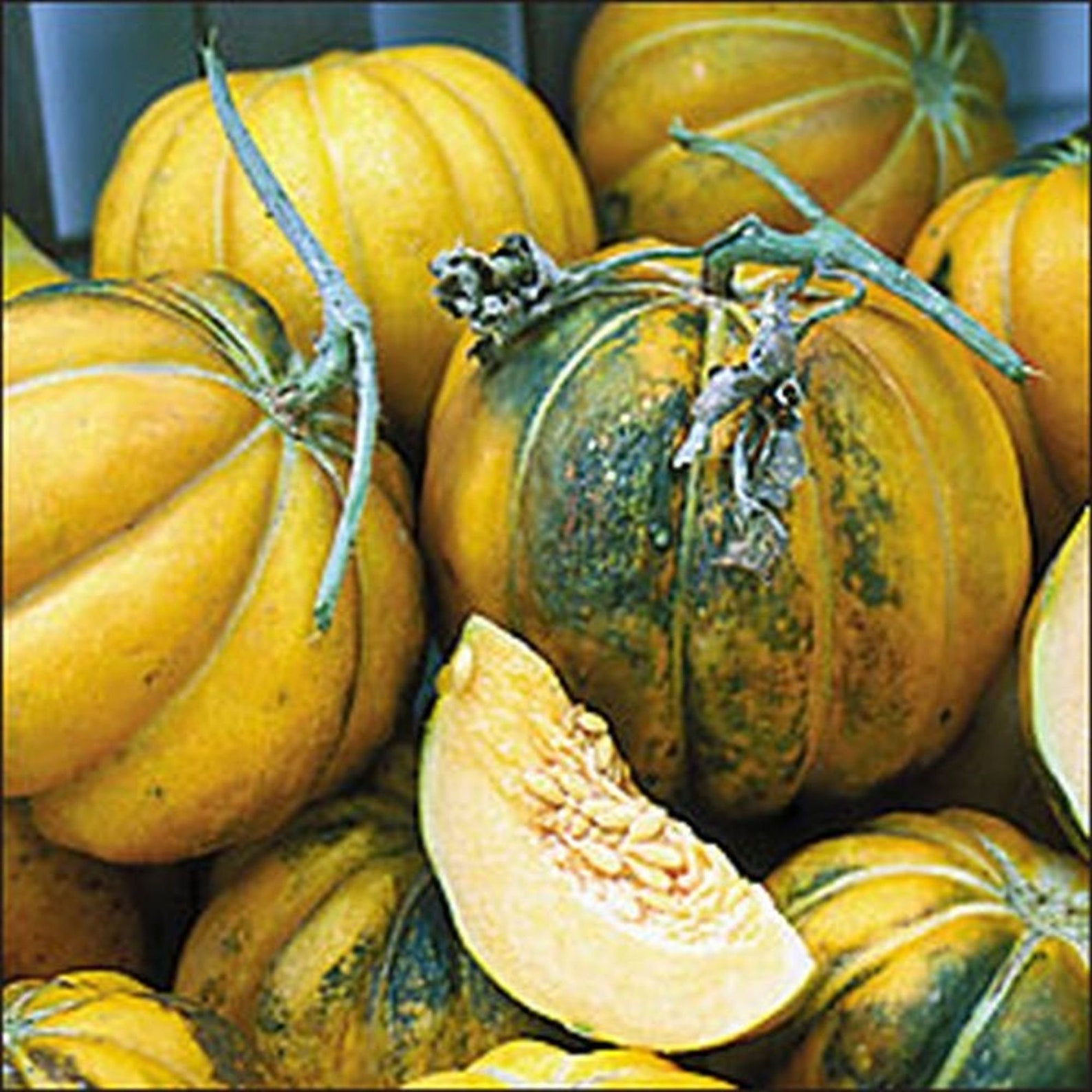 Noir Des Carmes Melon Seed French Heirloom Melons Seeds - Etsy