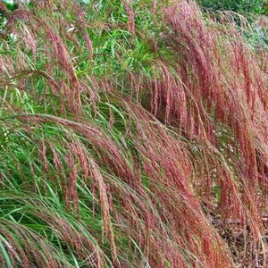 Kenyan Teff 25+ seeds Am 049 Williams' Lovegrass Home & Hobby Gardening ...