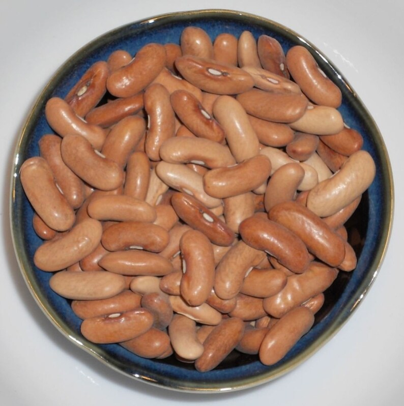 Contender Bush Bean Seed Heirloom Greenpod Garden Beans - Etsy