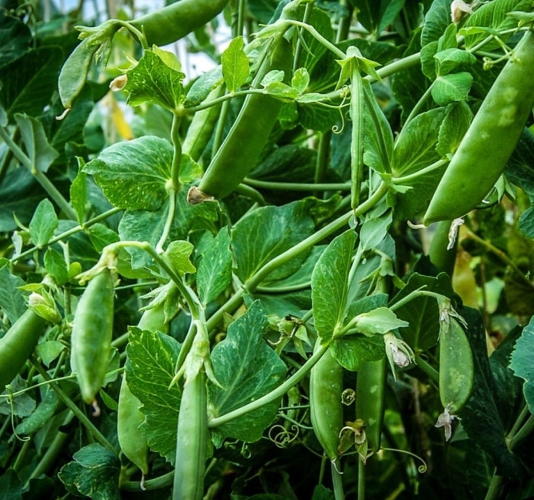 Sugar Ann Pea Seed - Sweet Edible Pod English Running Peas Seeds (0 ...