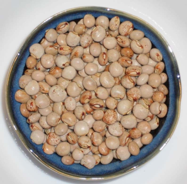 Pigeon Pea Seed Grandules Puerto Rico Beans Congo Peas Seeds | Etsy