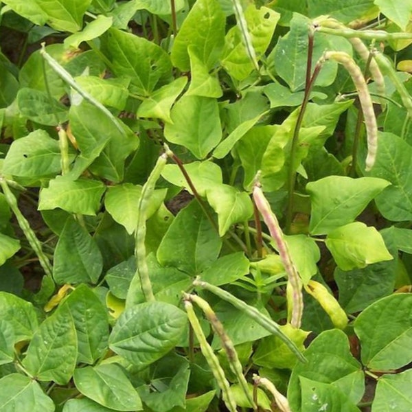 Big Boy Pea Seed - Etsy