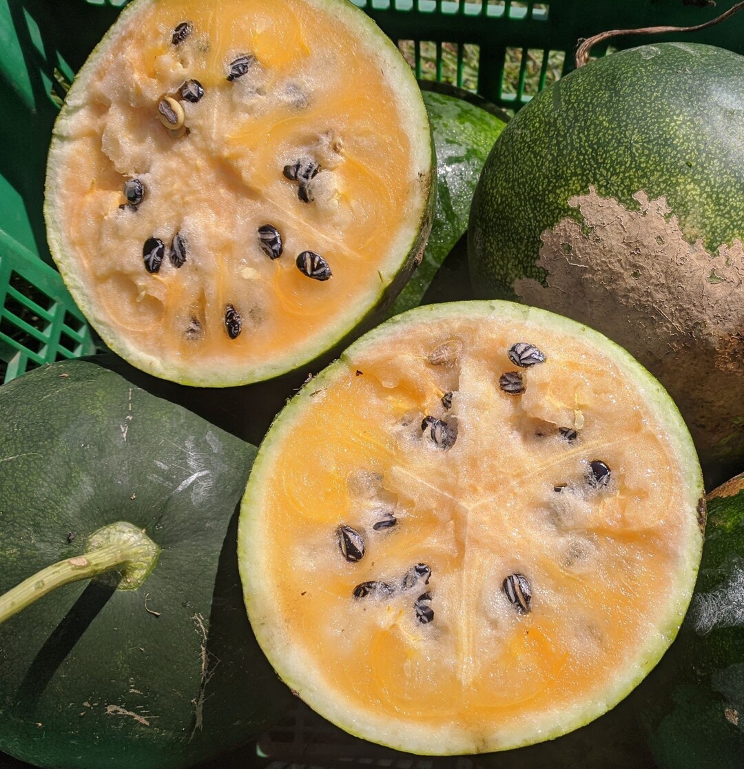Ҫekirdeği Oyalı Watermelon Seed – Heirloom Orange Turkish Melon Seeds ...