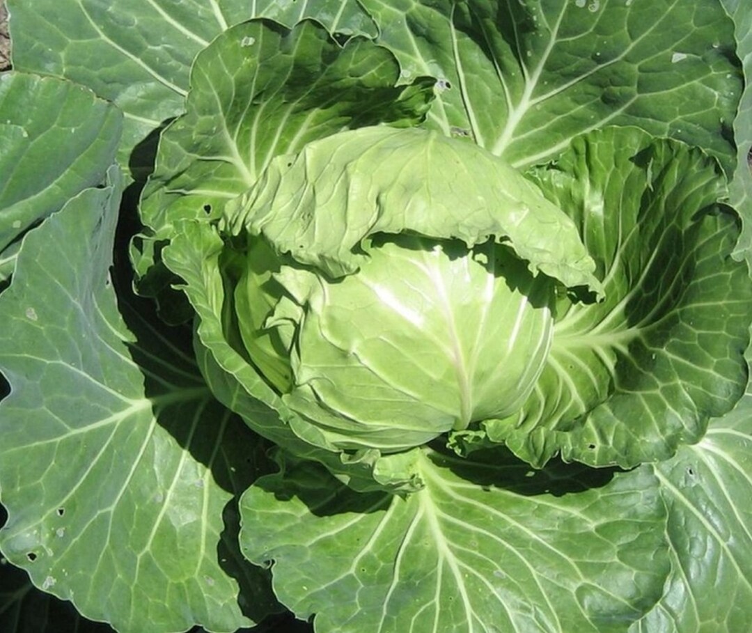 Late Flat Dutch Cabbage Seed - Heirloom Garden Leafy Greens Seeds (0 ...