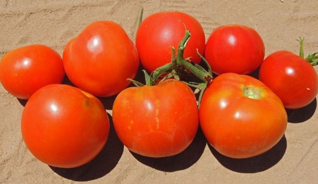 Floradade Tomato Seed - Long Season Southern Garden Tomatoes Seeds (0 ...