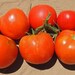 Atkinson Tomato Seed Tomatoes Garden Seeds Loves Humid Weather 0.25gr ...