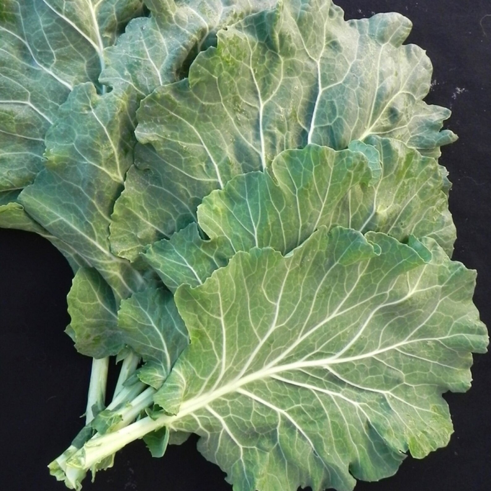 Champion Collards Long Standing Vates-type Collard Greens | Etsy