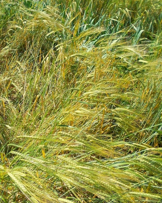 Conlon Two-row Malting Barley Seed Certified Grain Crop | Etsy