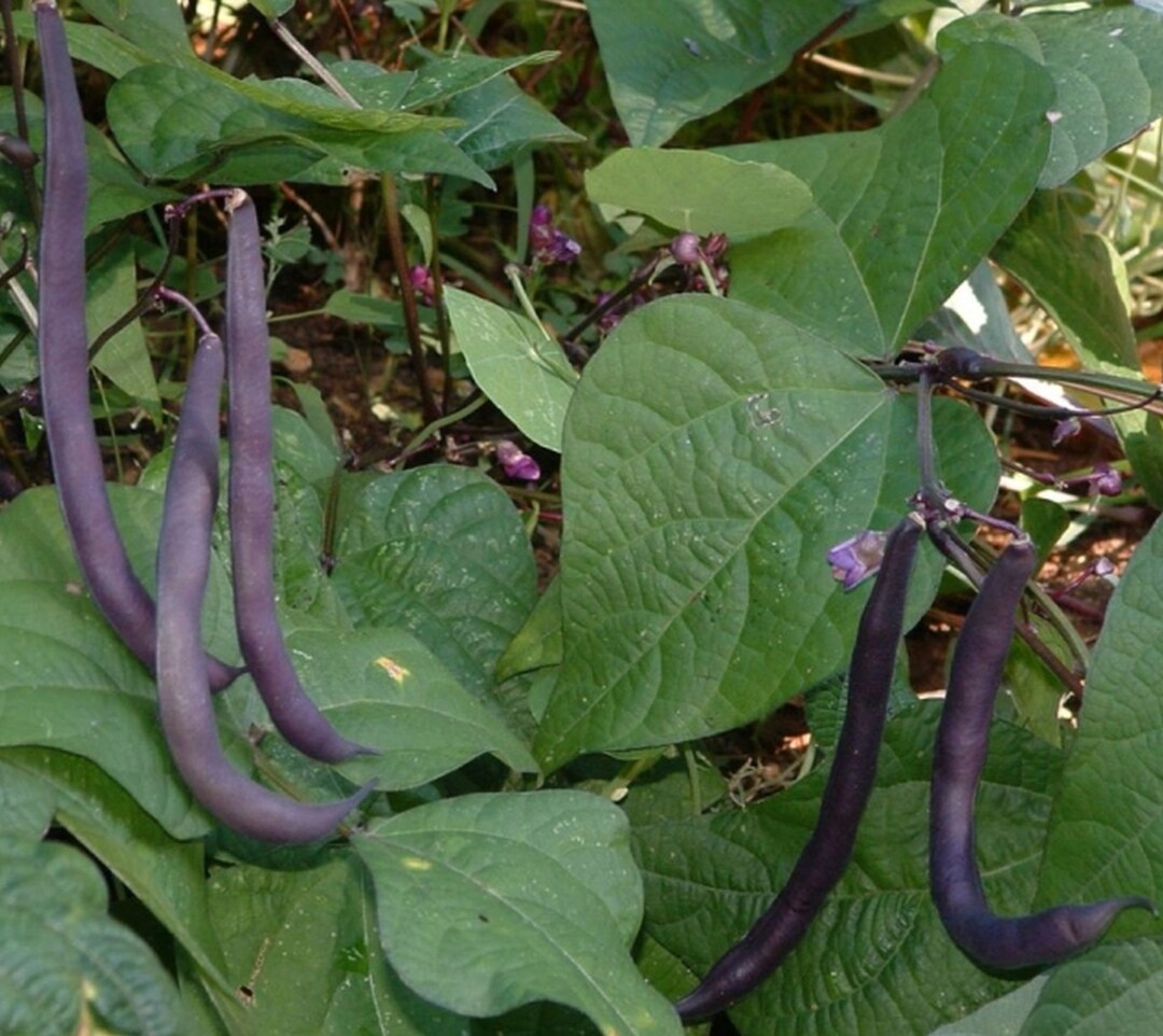 Royalty Purple Pod Bush Bean Seed - Greenpod Beans Seeds (0.50oz to 4oz ...
