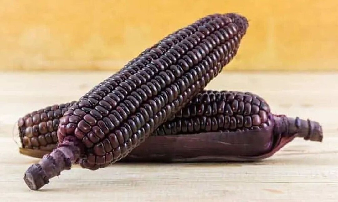 Purple Flint Corn Seed – Beautiful Heirloom Maize Garden Crop Seeds (0 ...