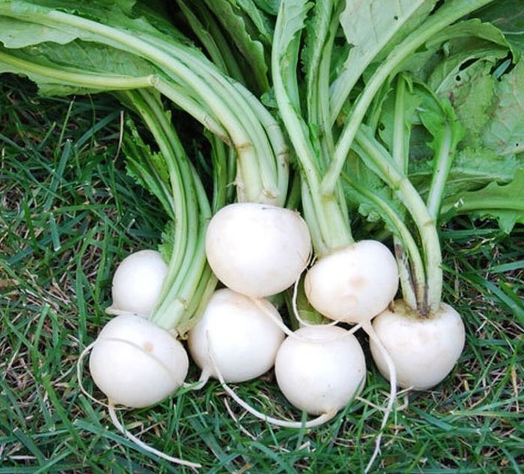 White Egg Turnip Seed - Heirloom Garden Root Vegetable Seeds (0.25oz to ...