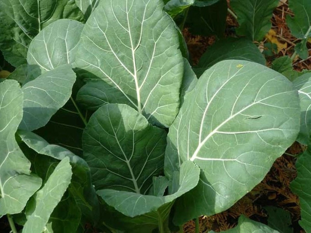Georgia Southern Blue Stem Collards Seed - Garden Collard Seeds (0.50oz ...