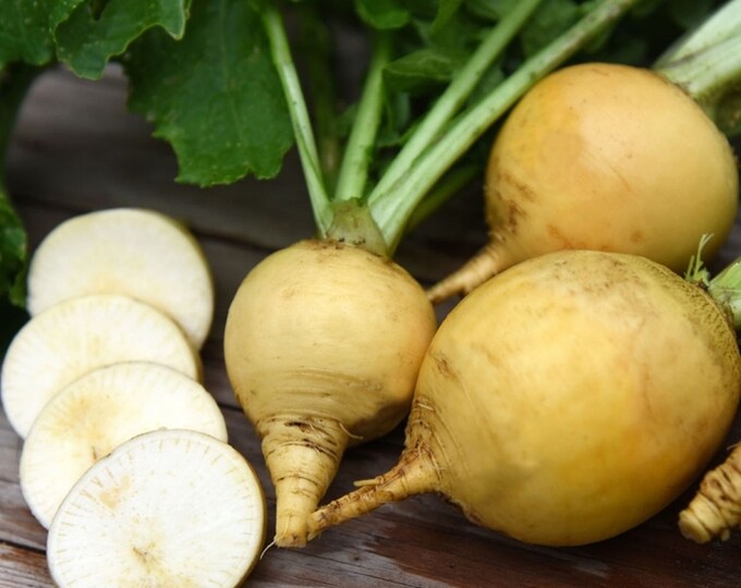Heirloom Laurentian Rutabaga Seeds Brassica Napus Var. Napobrassica ...