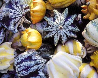 Seed Crown of Thorns - Etsy