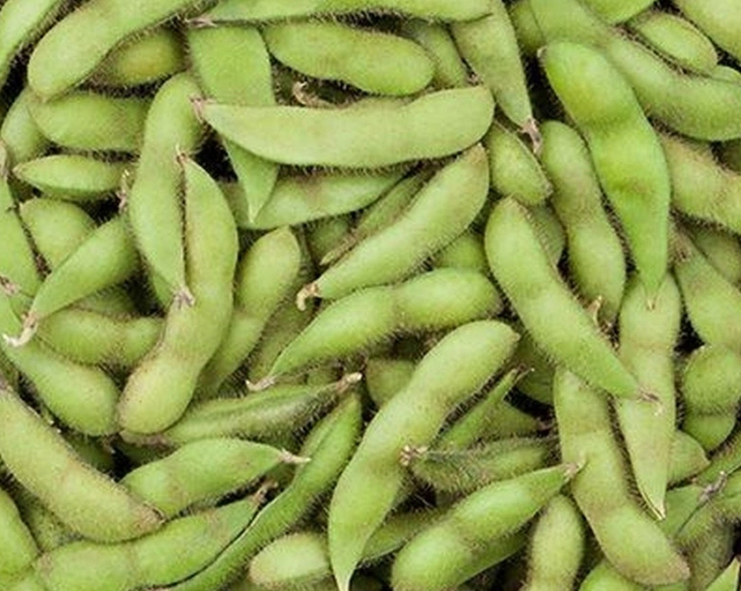 Midori Giant Edamame Soybean Seed Heirloom Gourmet Garden Seeds 0.25oz ...