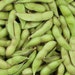 Midori Giant Edamame Soybean Seed Heirloom Gourmet Garden Seeds 0.25oz ...