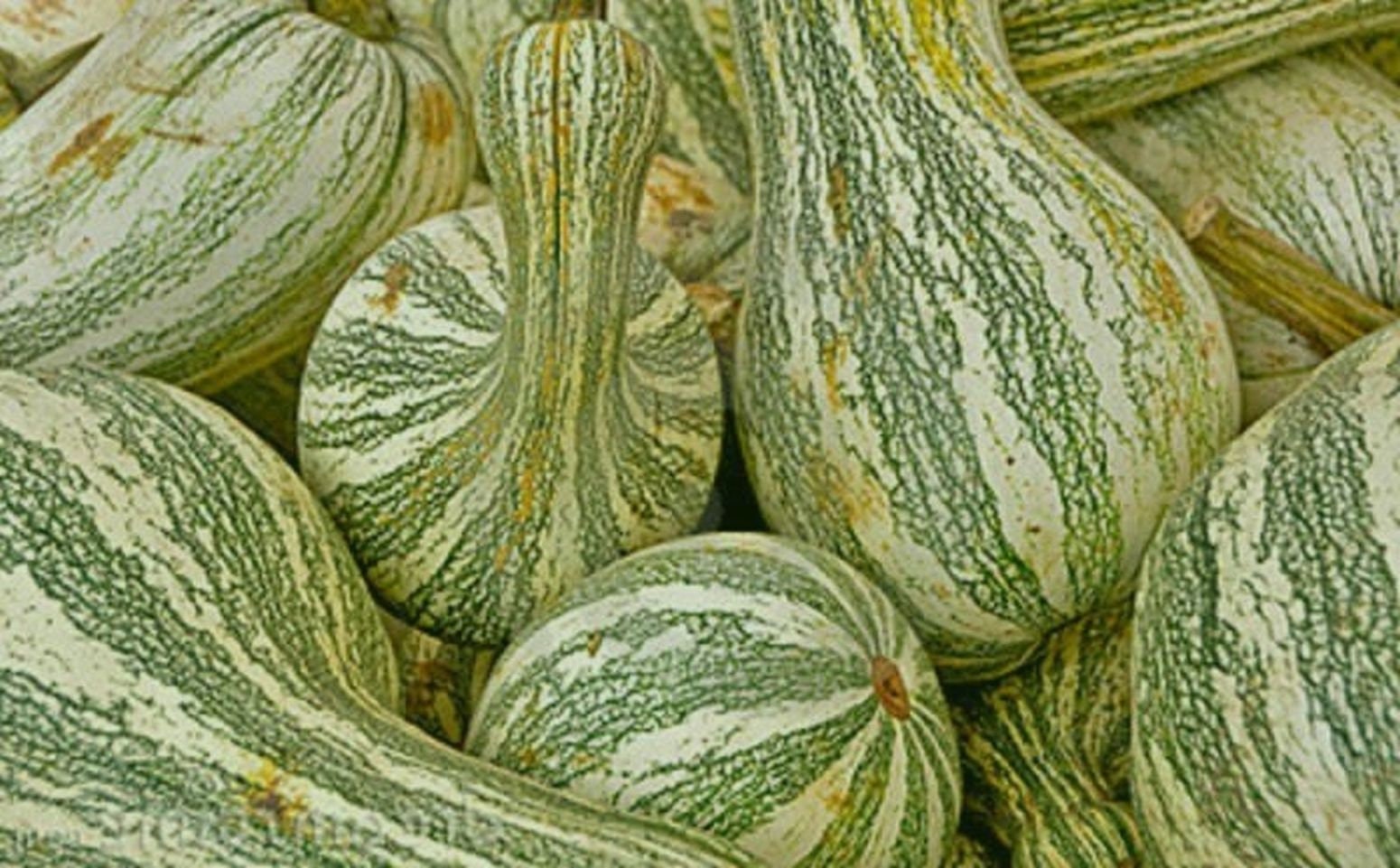 Green Striped Squash