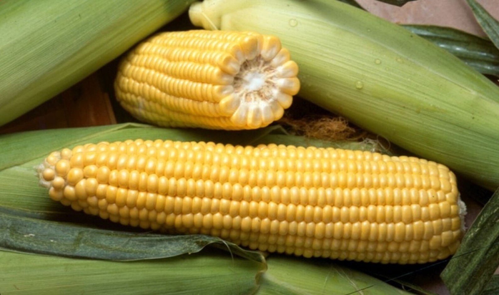 Golden Cross Bantam Sweet su Corn Seed Hybrid Maize - Etsy