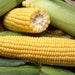 Golden Cross Bantam Sweet su Corn Seed Hybrid Maize Treated Seeds 0.5oz ...