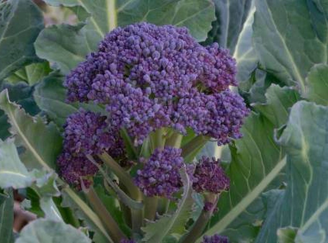 Early Purple Sprouting Broccoli Seed - Heirloom Garden Seeds (3.0gr to ...