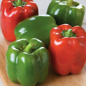 Keystone Resistant Sweet Pepper Seed - Giant Bell Peppers Seeds (1.0gr ...