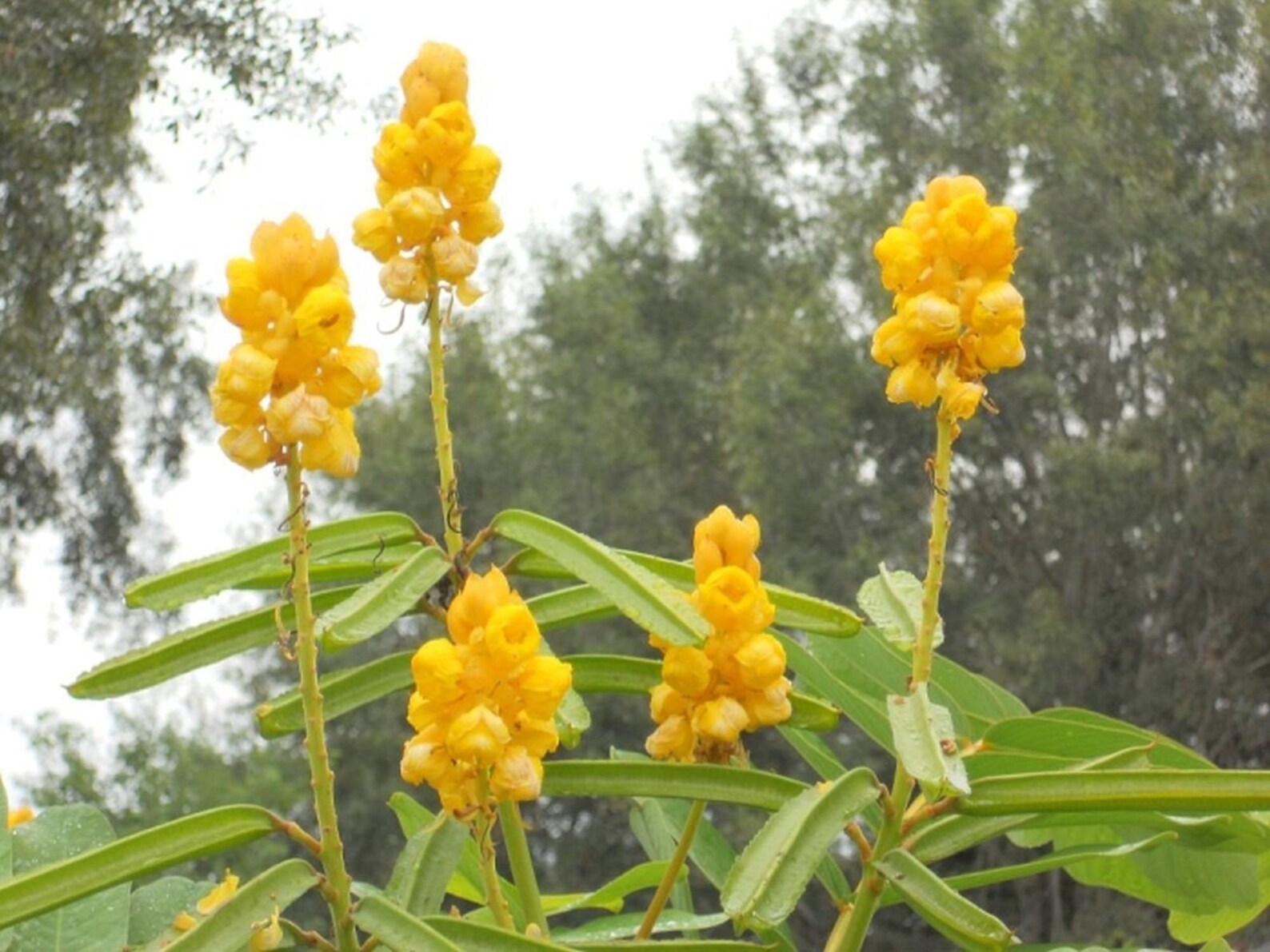 Candlestick Plant Seed Candlebush Ringworm Cassia Medicinal - Etsy