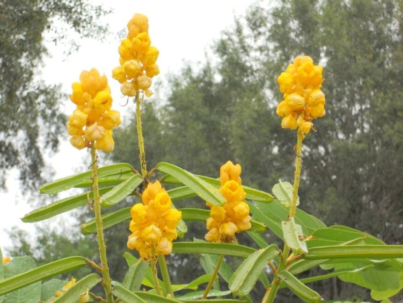 Candlestick Plant Seed Candlebush Ringworm Cassia Medicinal - Etsy