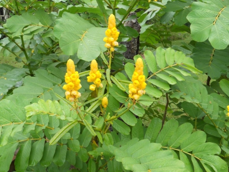 Candlestick Plant Seed Candlebush Ringworm Cassia Medicinal - Etsy