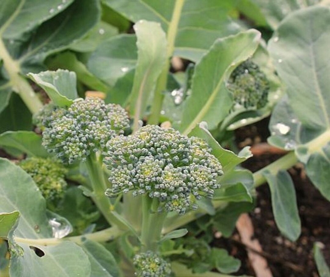 Sprouting Calabrese Broccoli Seed - Italian Heirloom Garden Seeds (0 ...