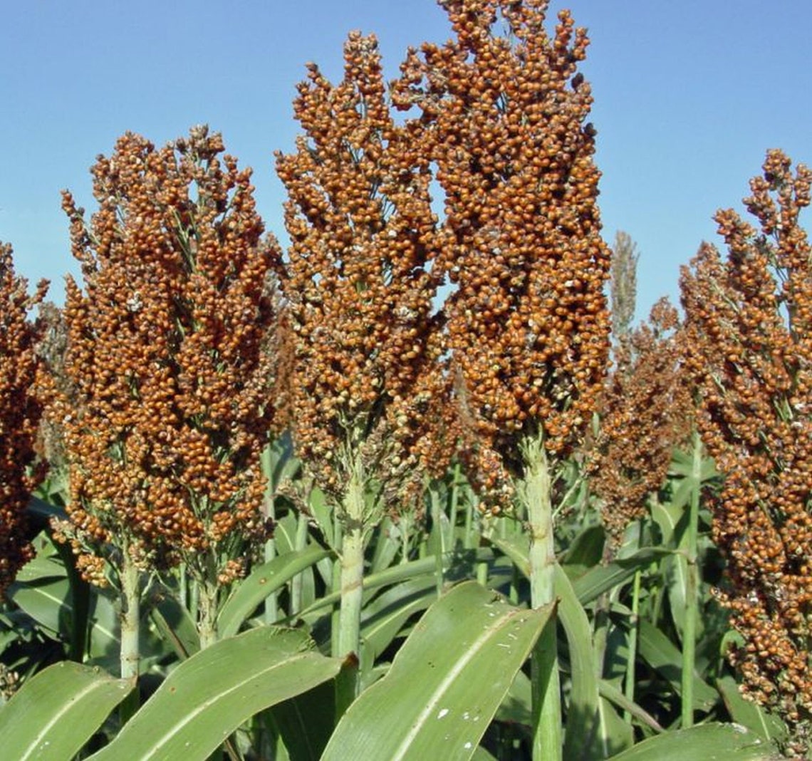 Red Milo Grain Sorghum Seed Late Maturing Wildlife Cereal & | Etsy