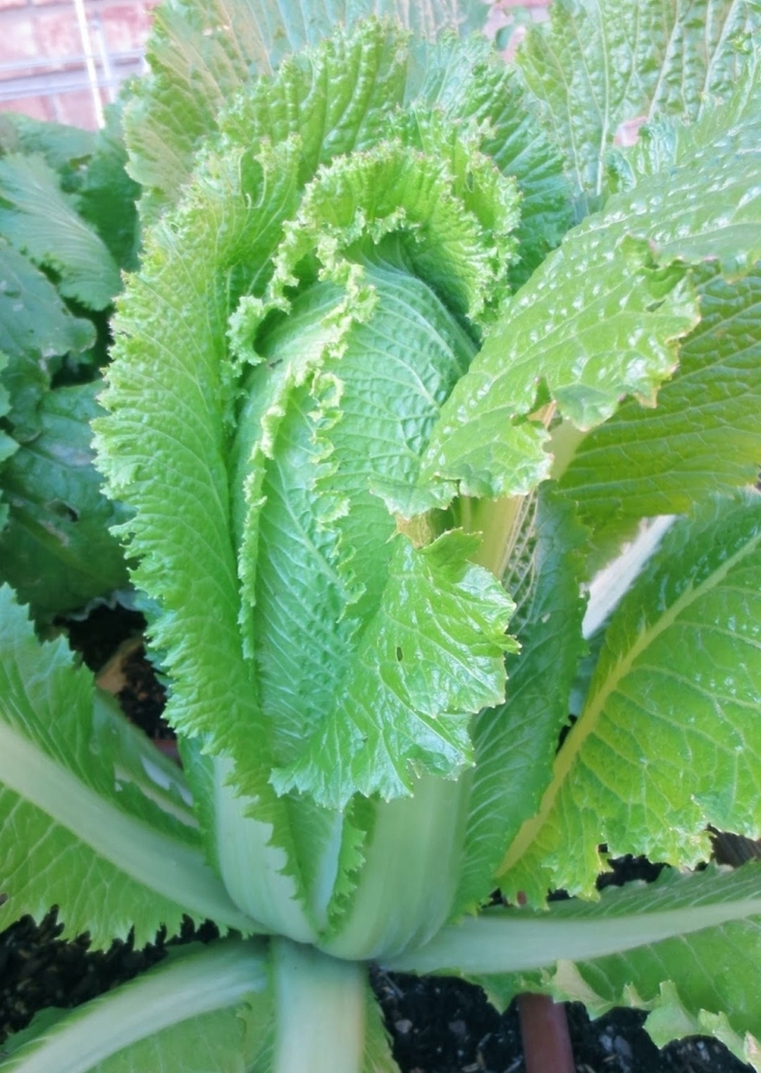 Michihili Heading Napa Cabbage Seed - Heirloom Garden Greens Seeds (3 ... Michihili Heading Napa Cabbage Seed - Heirloom Garden Greens Seeds (3 ...