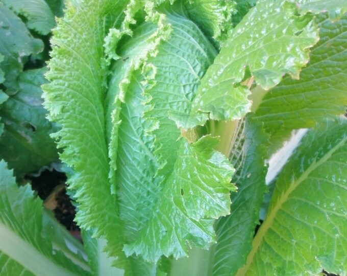 Michihili Heading Napa Cabbage Seed Heirloom Garden Greens Seeds 3.0gr ... Michihili Heading Napa Cabbage Seed Heirloom Garden Greens Seeds 3.0gr ...