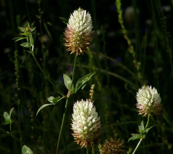Arrowleaf Clover For Deer