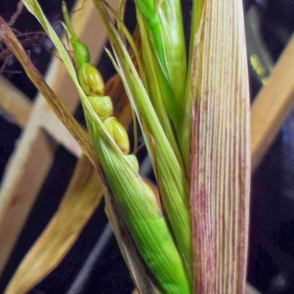 Corn Seeds - Etsy