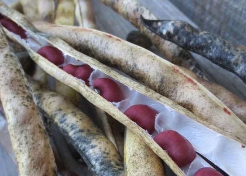 Red Ripper Pea Seed Southern Peas Field Cowpea Garden Seeds | Etsy