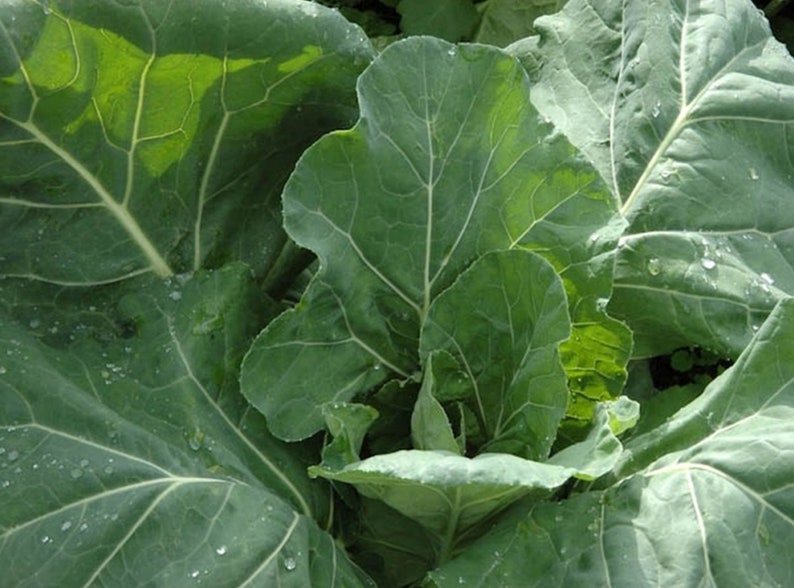 Champion Collards Long Standing Vates-type Collard Greens | Etsy