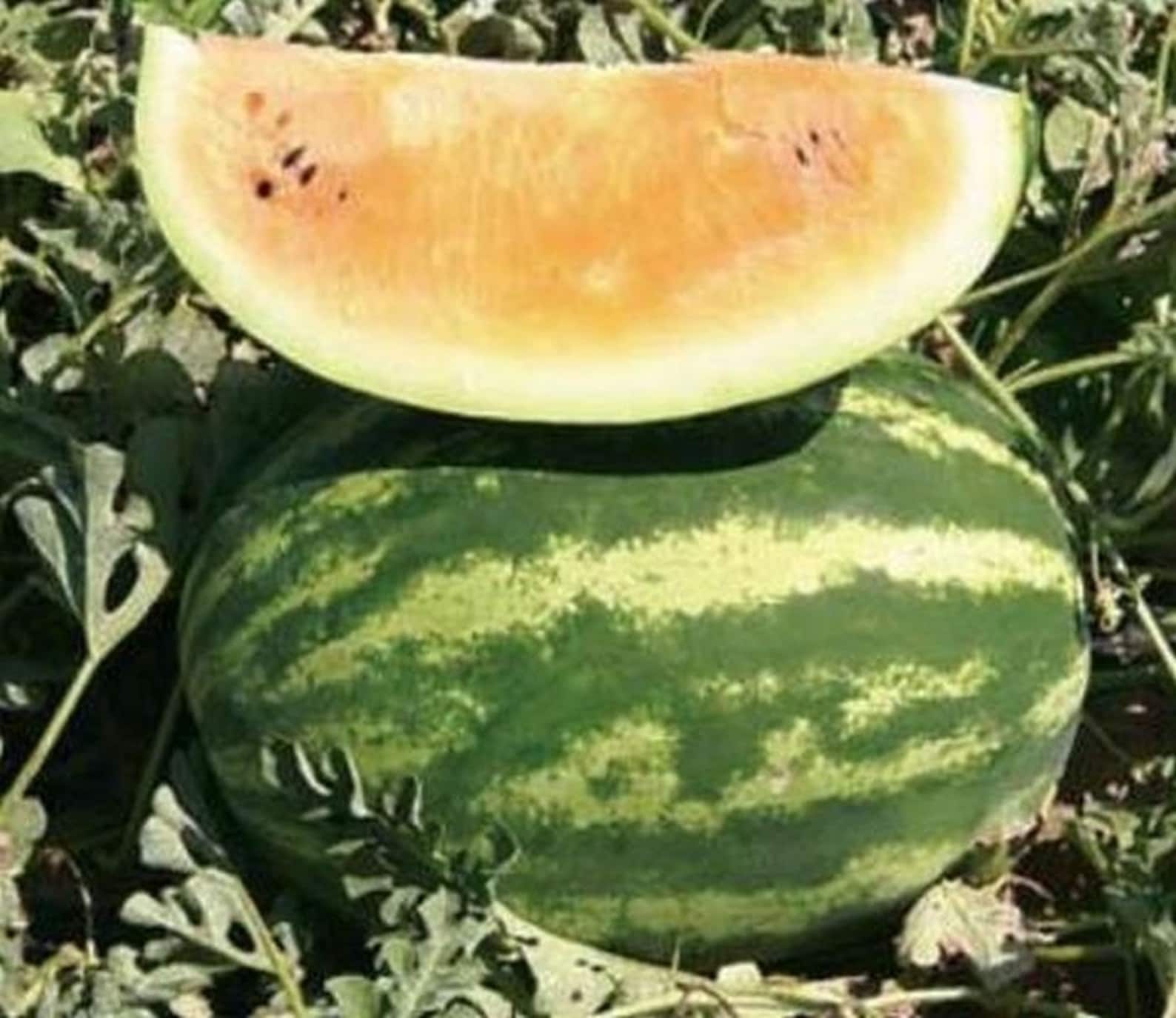 Tendersweet Watermelon Seed Orange Flesh Heirloom Melon - Etsy