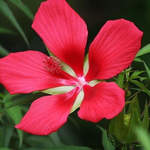 Hibiscus Syriacus Double White Winter Hardy 10 50 250 Or Etsy