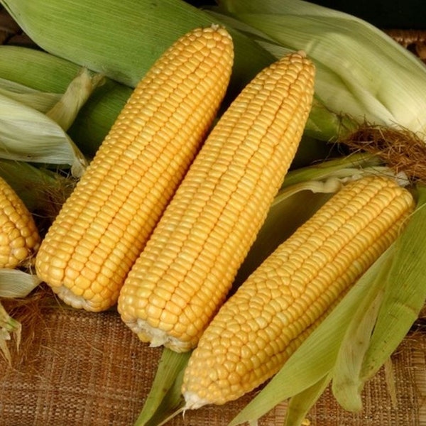 Corn Seeds - Etsy