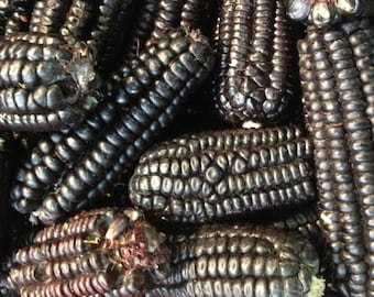 Flint Corn | Etsy