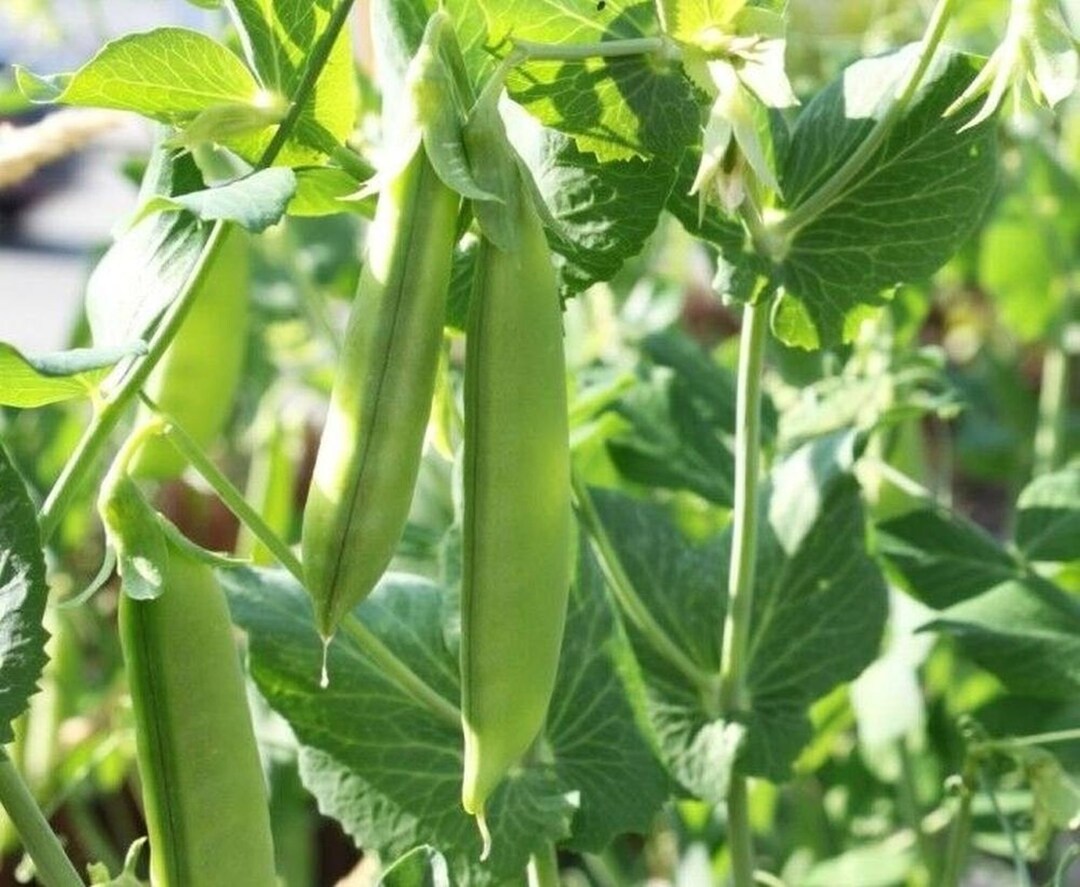 Sugar Snap Pea Seed - Sweet Edible Pod English Running Peas Seeds (0 ...