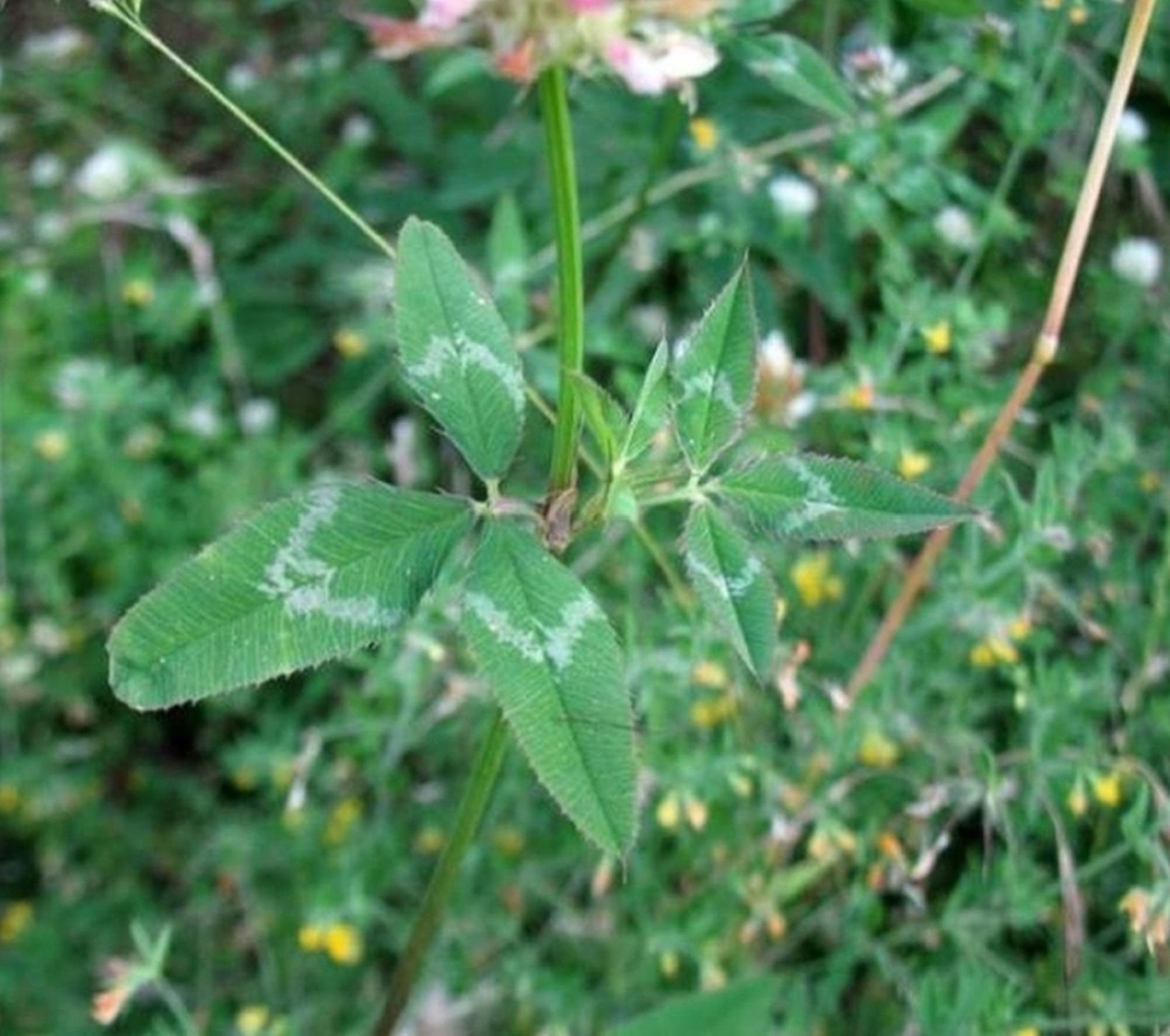 Arrowleaf Clover For Deer
